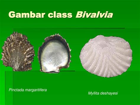 Ppt Kelompok 8 Powerpoint Presentation Free Download Id3726011