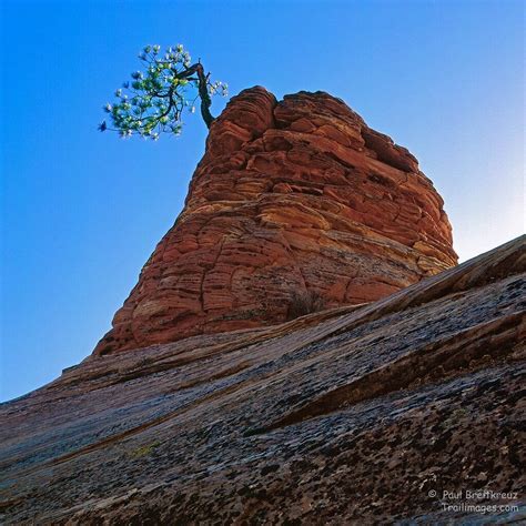 Tree HooDoo Weekly Challenge Nature Photographers Network