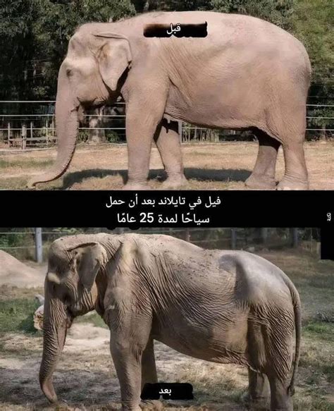 𝑫𝑬𝑺𝑻𝑰𝑵𝒀 صورة متداولة لمظهر فيل في تايلاند بعد أن حمل سياحًا لمدة 25