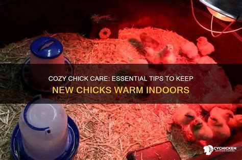 Cozy Chick Care Essential Tips To Keep New Chicks Warm Indoors Cychicken