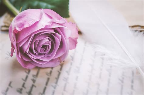 꽃 장미 사랑 빈티지 로맨틱 보라색 보라색 Hd 배경 화면 Wallpaperbetter