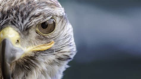 1,000+ Free Falcon & Peregrine Falcon Photos - Pixabay