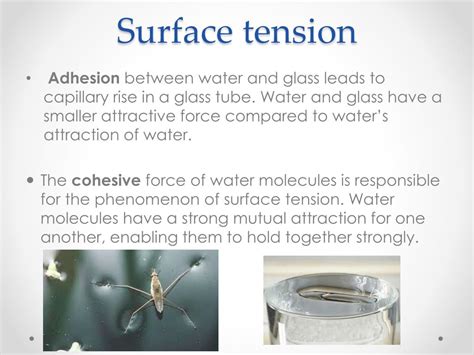 Ppt Lesson 3 Cohesion Adhesion And Surface Tension Powerpoint