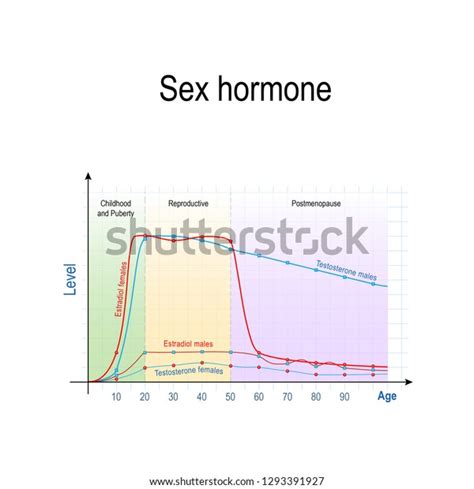 Sex Hormones Ageing Levels Testosterone Males Stock Vector Royalty Free