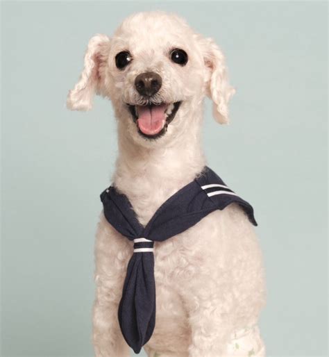 강아지 사진관 증명사진 분위기 있게 잘 찍는 마스코타 네이버 블로그