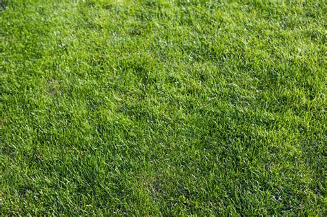 클로즈업 녹색 잔디 잔디밭의 자연 녹지 배경 질감 녹색 바닥재를 만드는 데 사용되는 이상적인 개념 축구 경기장 훈련을위한 잔디밭 0명에 대한 스톡 사진 및 기타 이미지