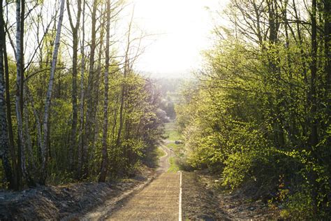 무료 이미지 통로 도로 삼림지 생태계 자연 보호 구역 초목 우디 식물 하늘 햇빛 꼬리 온화한 넓은 잎과 혼합 숲 아침 작은 숲 가을 생체 경치