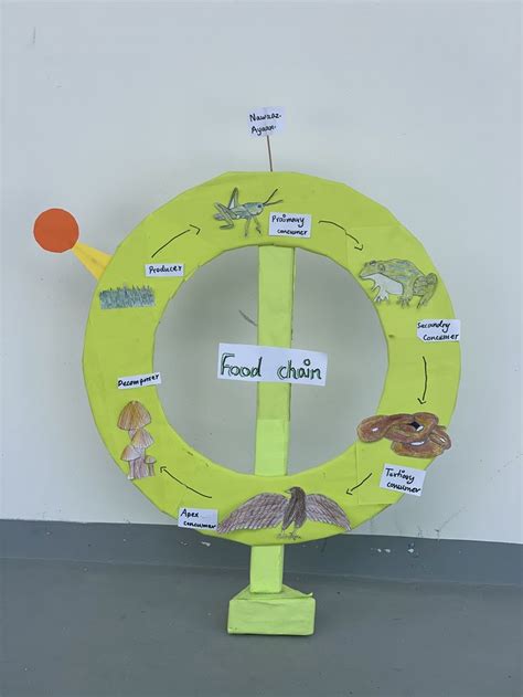 Food Chain Food Chain Science Class Classroom