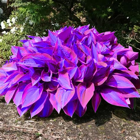 Platago Hosta Seeds Perennial Hosta Plants Grow Easily Rare Blue Purple
