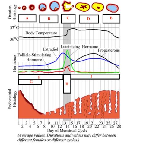 Exam Evolution Of Human Sexual Behavior Flashcards Quizlet