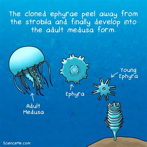 Hydrostatic Skeleton Jellyfish