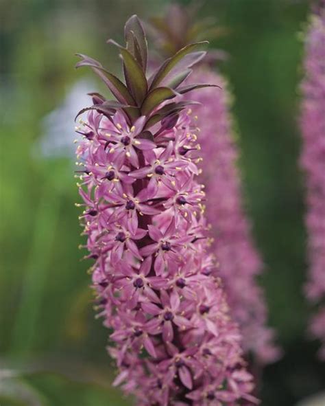 All About Eucomis