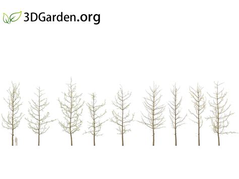 Ginkgo Biloba Maidenhair Tree 16 3d Model 3dgardenplants