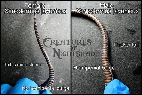 How To Establish Dragon Snakes Xenodermus Javanicus Other Colubrids