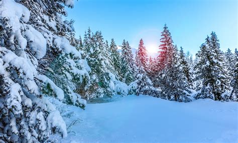 Pine Trees Winter Wallpapers Wallpaper Cave