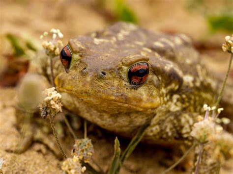 Common Toad Stock Image Image Of Amphibia Giant Toad 202288319