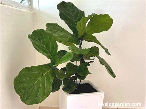 The Complete Guide To Fiddle Leaf Fig Tree Ficus Lyrata