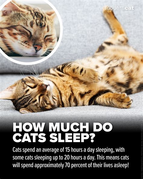 Modern Did You Know Cats Spend Approximately 70 Of Their Lives