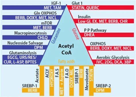 Metabolic Theory Of Cancer Treatment Precision Wellbeing