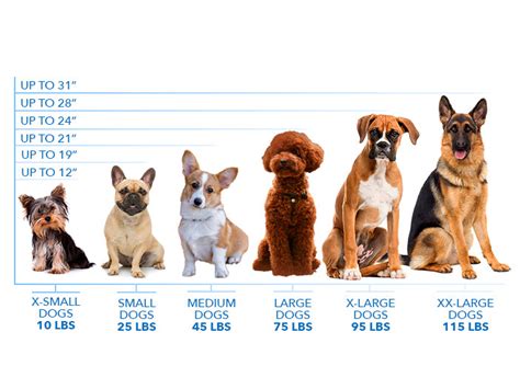 What Size Dog Crate For 20 Pound Dog At Vivian Beck Blog