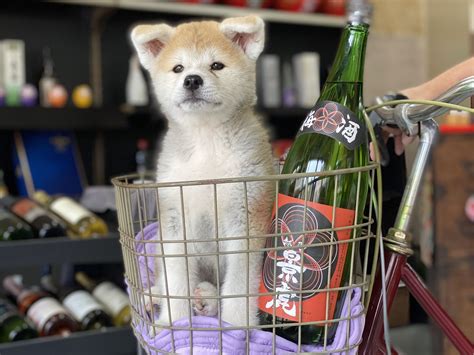 더쿠 아기 아키타견