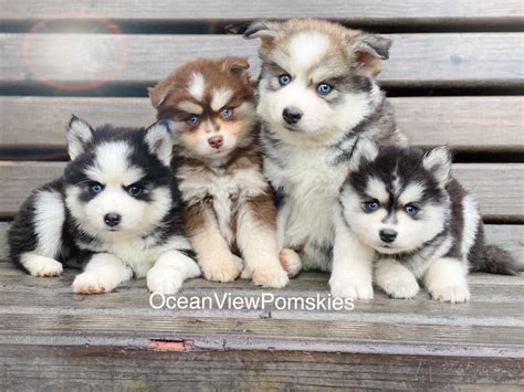 Understanding Pomsky Generations F1 F2 F3 And Beyond Wdxo