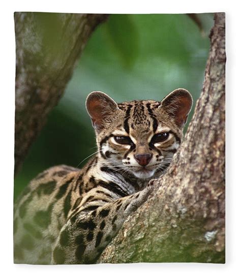Margay Wallpapers Wallpaper Cave