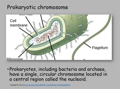 Chapter 10 Cell Division General Biology I Bsc Ppt Download