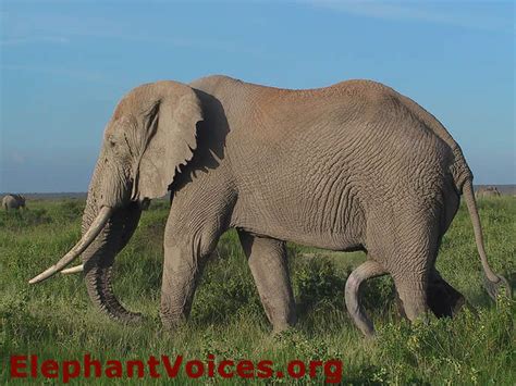 How To Sex African Elephants