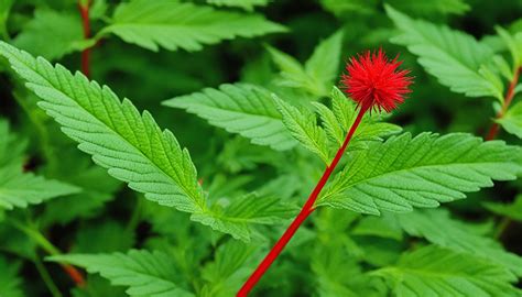 Identifying Your Weed With Red Stem Tips And Tricks