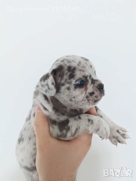 Френски булдог в Френски булдог в гр Велико Търново Id43897105