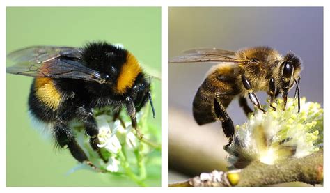 Bumblebee Vs Honey Bee