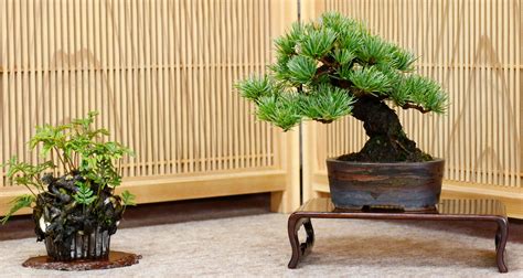 初めての盆栽でも大丈夫育て方や手入れ術を紹介 Bonsai