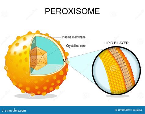 Lysosomal Cross Section With Enzymes Cartoon Vector