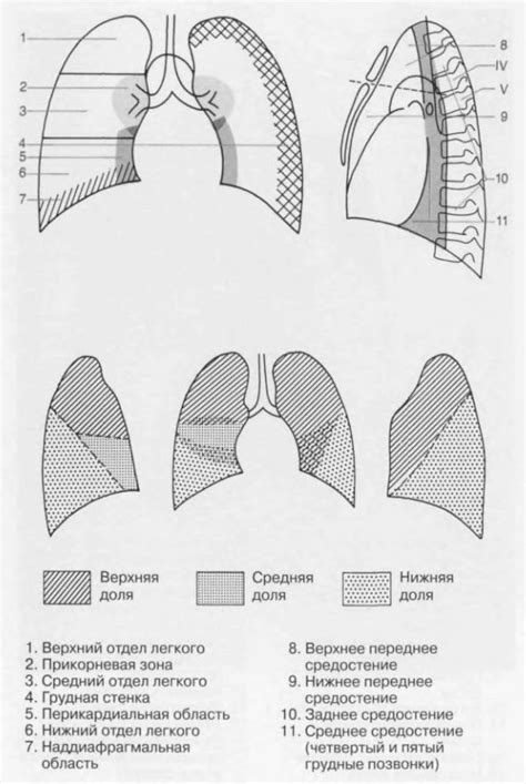 Особенности лучевой диагностики от Александра Шаховского Эталоны рентгенограмм для анализа