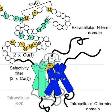 Sketch Of The Full Length Trimeric Structure Of The Human Copper Download Scientific Diagram