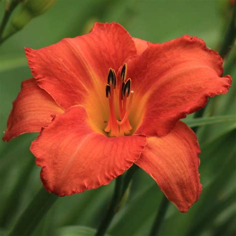 Halloween Colors Share Your Orange And Dark Colored Daylilies In The