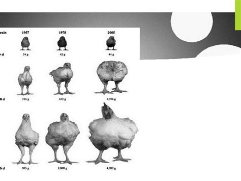Генетично модифіковані організми презентація з біології