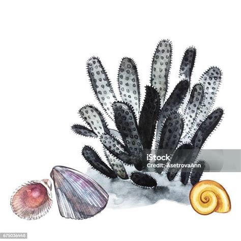 작곡 해 초 바다 삶과 산호 개체 흰색 배경에 고립 수채화 손으로 그린된 그림을 그려 수 중 수채화 배경 그림입니다 0명에 대한 스톡 벡터 아트 및 기타 이미지 Istock