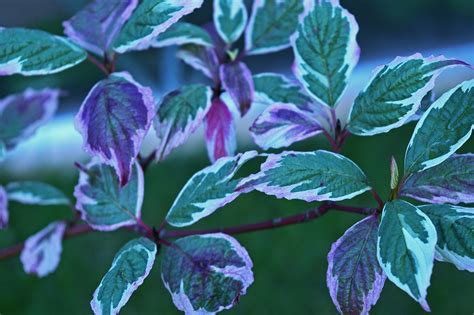 무료 이미지 경치 자연 분기 꽃잎 서리 부시 녹색 목초 식물학 플로라 야생화 심미적 인 이파리 관목 가지 층 층 나무 정원 디자인 멀티