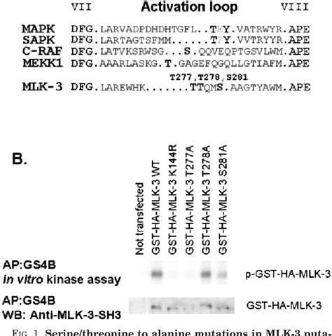 Figure 1 From The Kinase Activation Loop Is The Key To Mixed Lineage