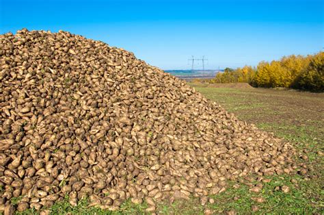 가 장면입니다 수확된 사탕 무입니다 설탕 공장에 수송을 위해 상처에 접혀 사탕 무 우 설탕 추출은 다양 한의 그것은 지팡이에 중요 한 대안 설탕 소스를 제공 한다 0명에