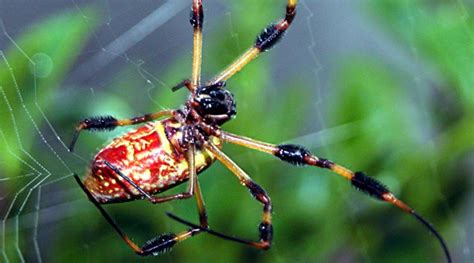 Smithsonian Insider Spiders Smithsonian Insider