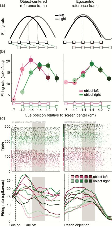 Object Centered And Egocentric Reference Frames Download Scientific