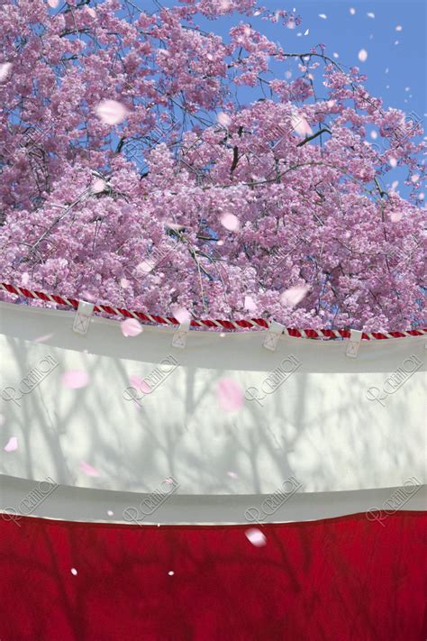 桜 写真 アールクリエーション