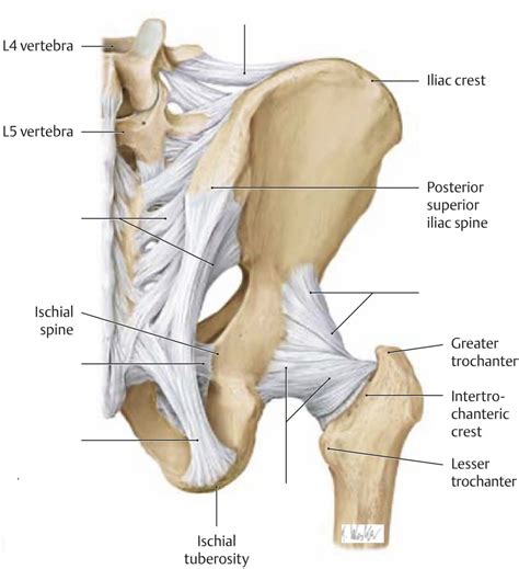 Hip Joint Posterior View Diagram Quizlet