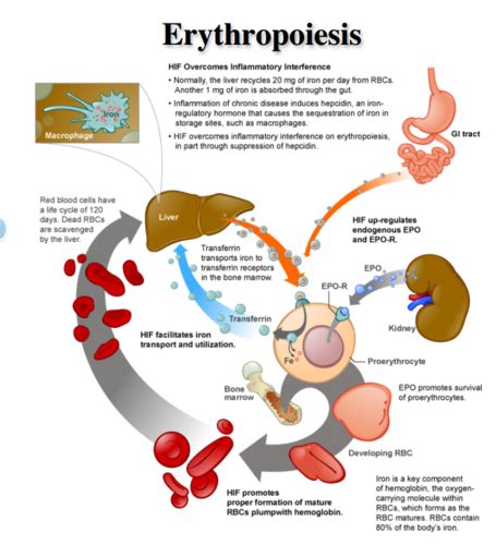 Module 8 Erythropoiesis Erythrocyte Analysis Flashcards Quizlet