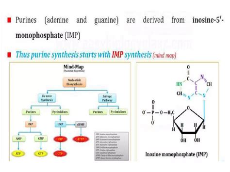 Biosynthesis Of Purine And Pyrimidine Pptx