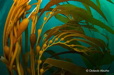 What Does Giant Kelp Look Like