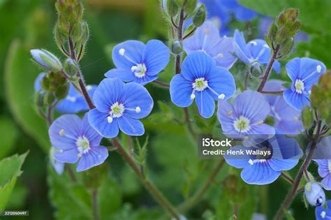Vertical Closeup On A Cluster Of Bright Blue Colored Birdseye Or